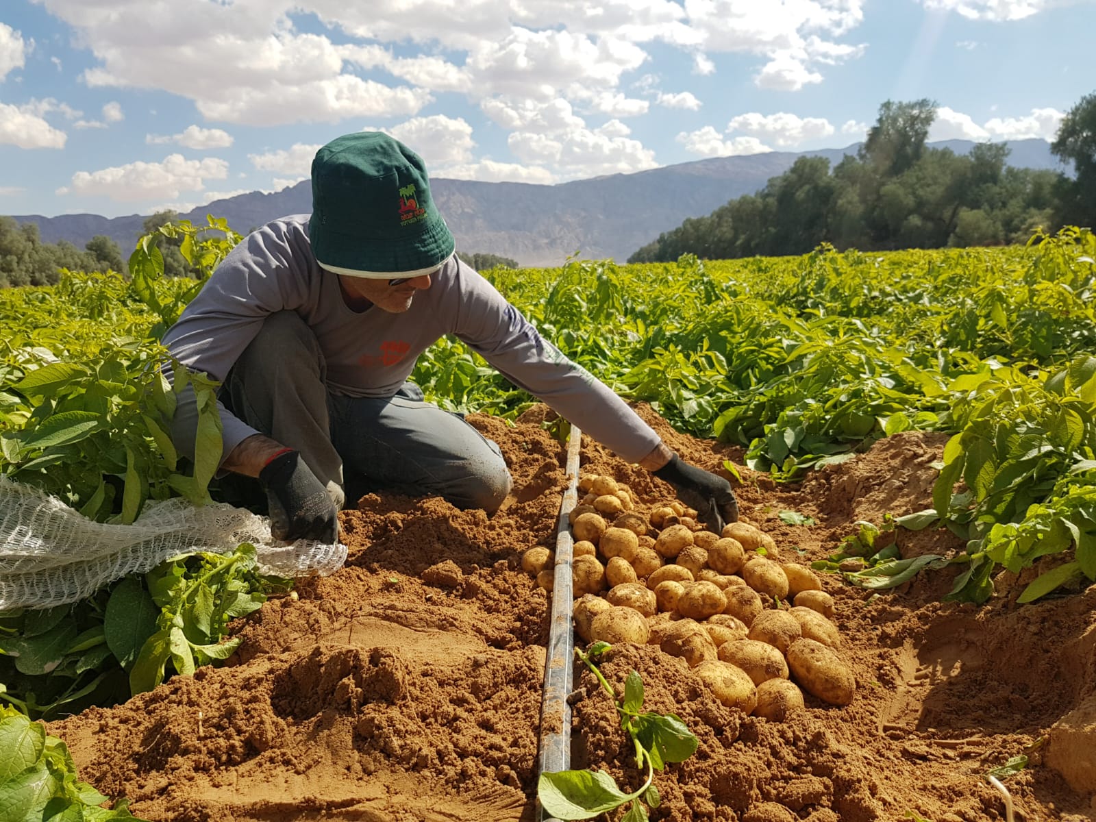 Standing by Southern Israel: Strauss and Leket Israel collaborate for ...